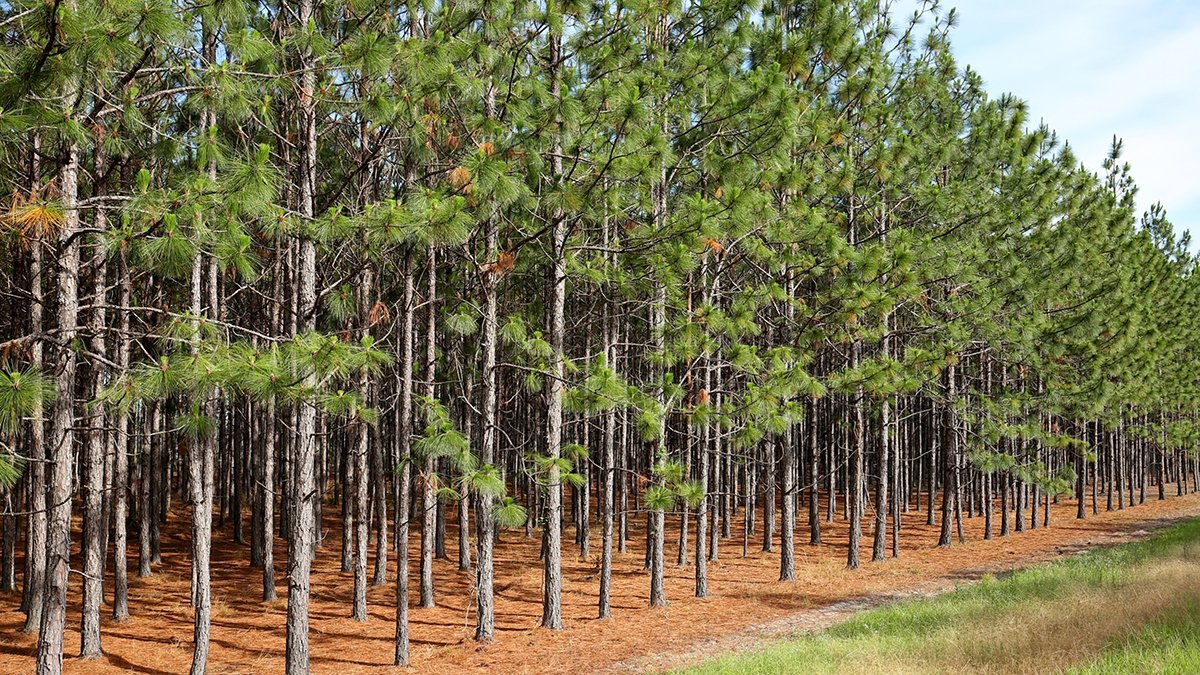 Timberland as an Investment Strategy: A Long-Term Asset for Growth and ...